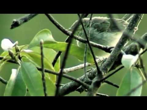 Le Tresor de Rodrigues