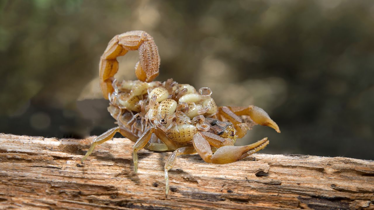 How Scorpion Giving Birth And Maintaining The Breed - YouTube