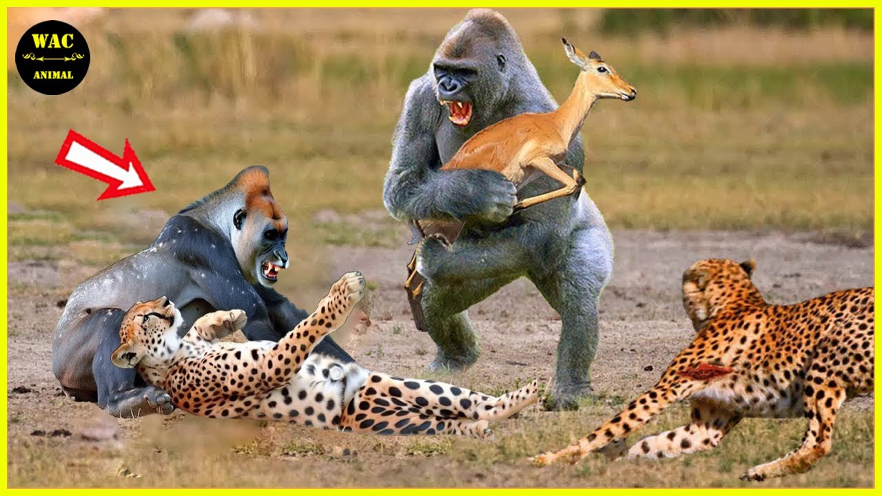 50 Hero Animals That Saved Human Lives | Animals That Saved Other ...