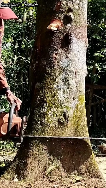 effective large tree felling #woodworking - YouTube