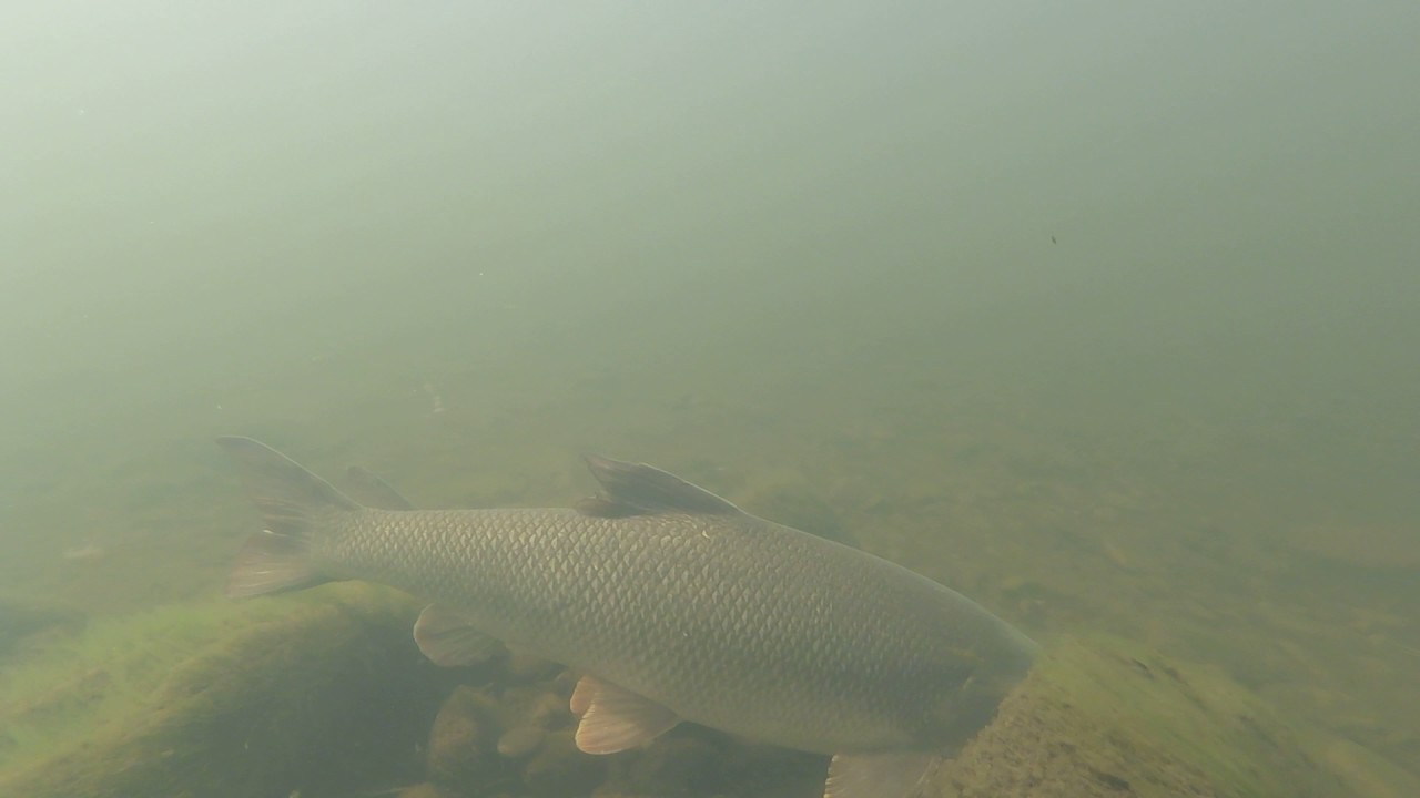 Probably the first ever footage of barbel spawning in the river irwell ...