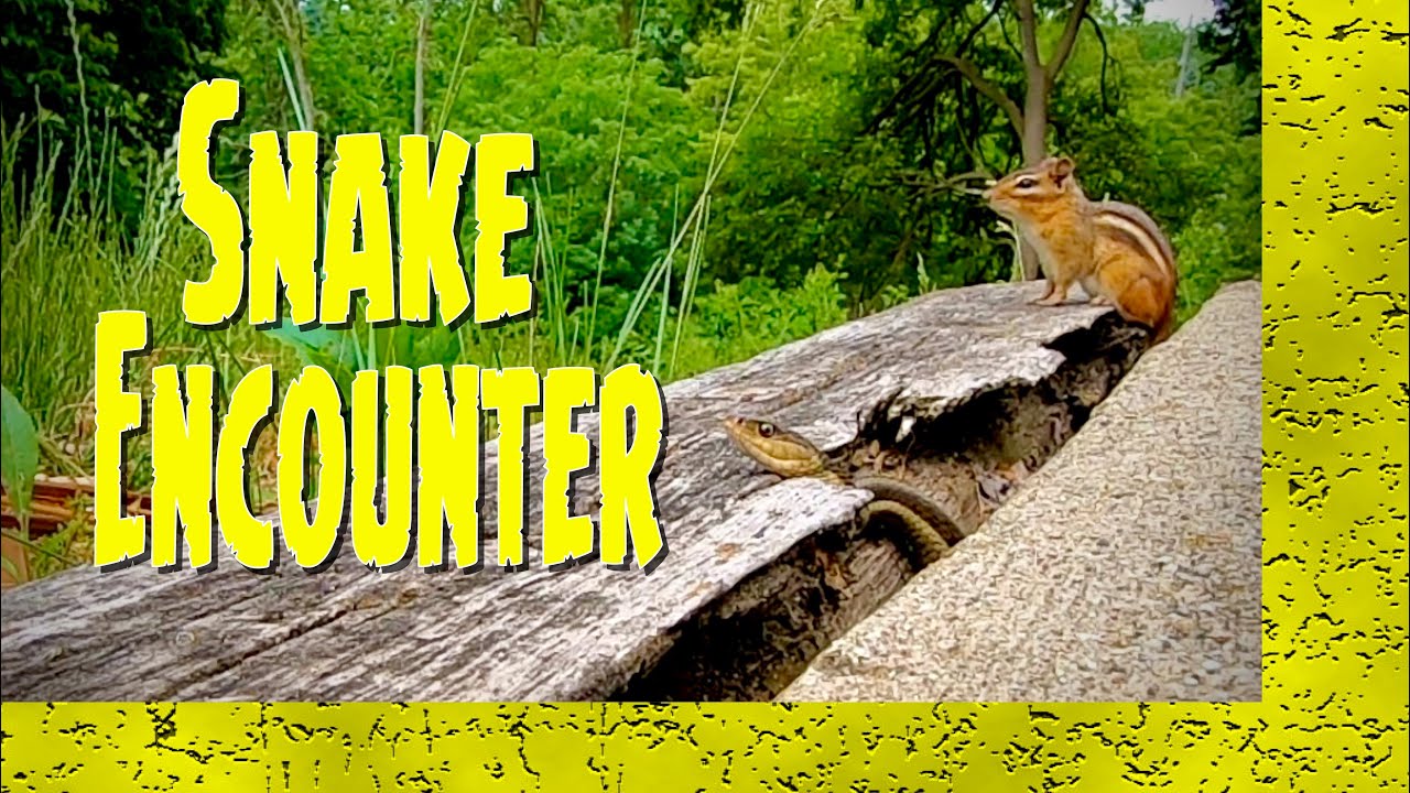 Snake Encounter - Chipmunk and Garter Snake - YouTube