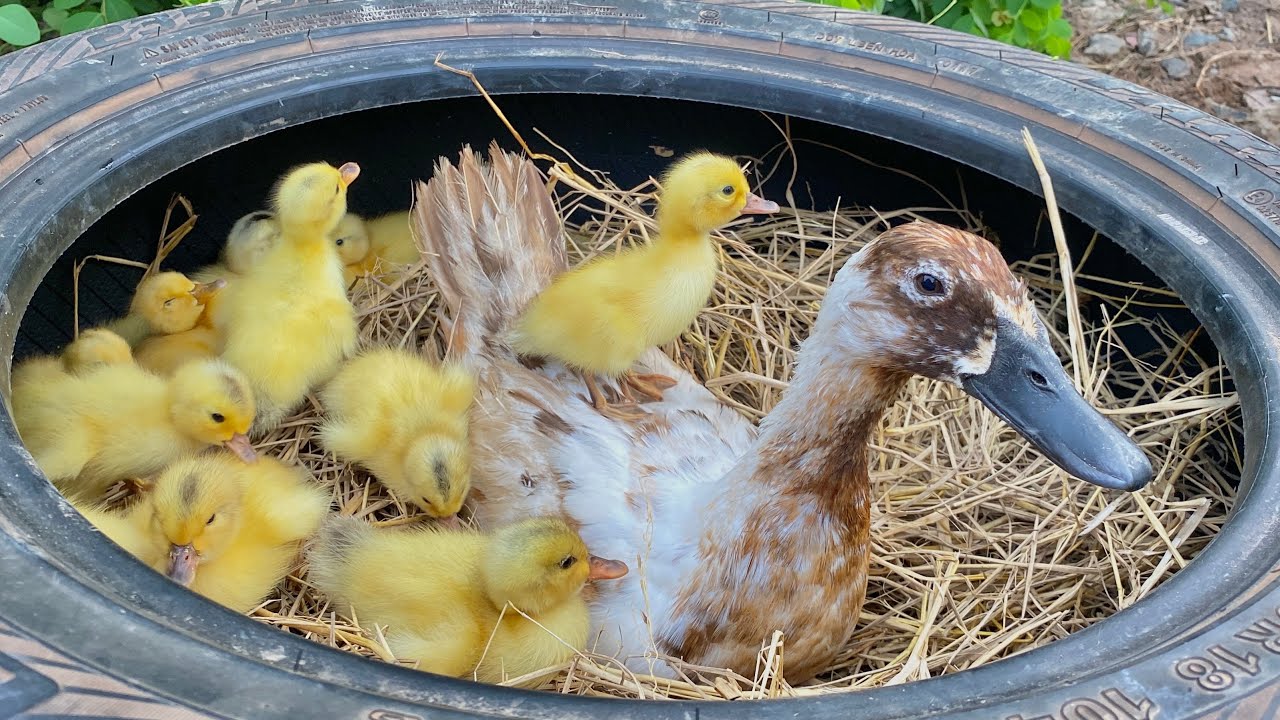 New!! Hatching Duck in a tire nest | Amazing Pekin Hatching Babe ...