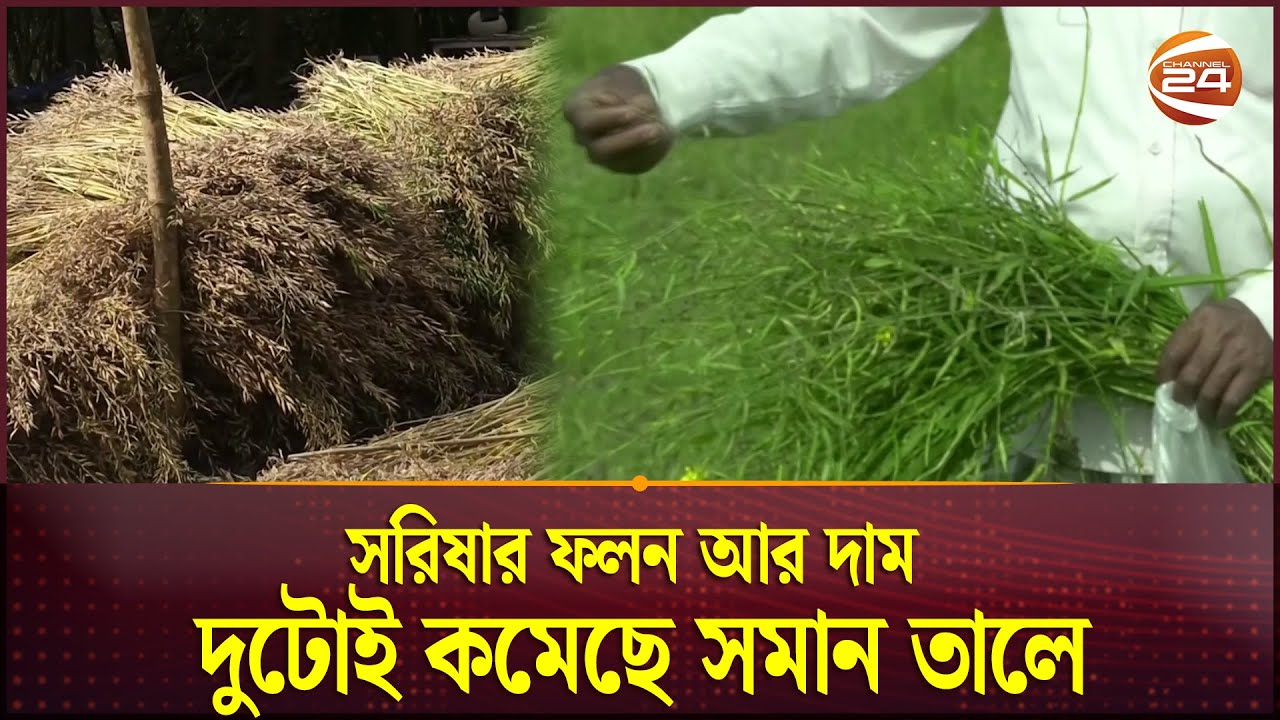 সরিষার ফলন আর দামে হতাশ চাষিরা | Mustard farming | Channel 24 - YouTube