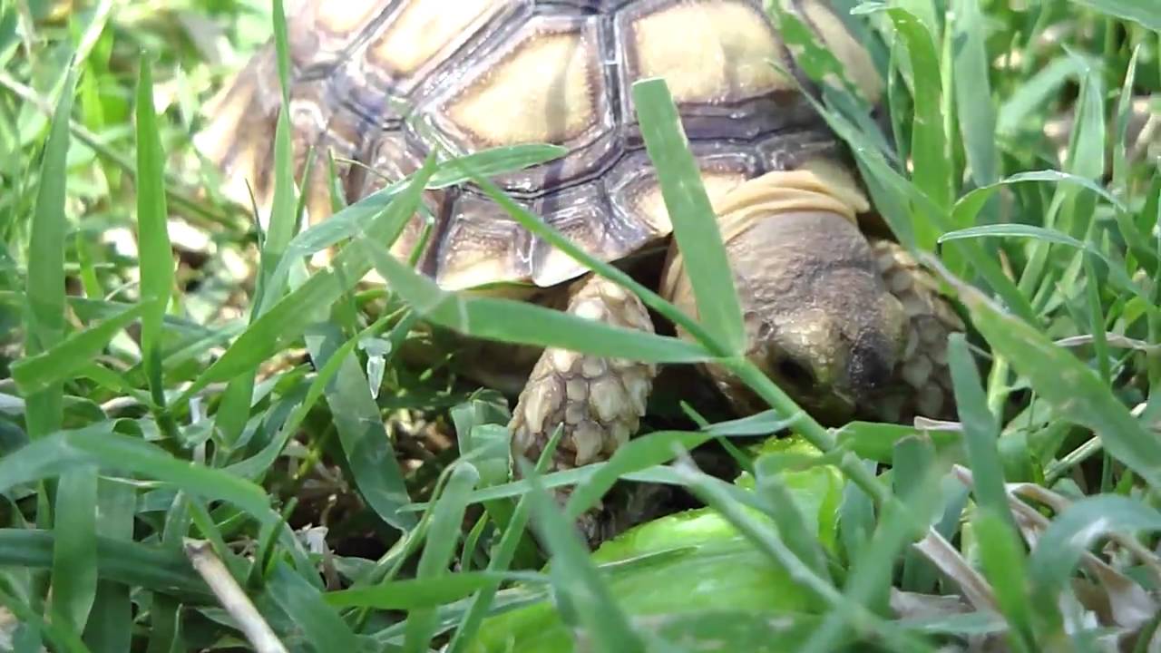 5 month old Sahara Czar, African Sulcata Tortoise Eating Prickly Pear ...