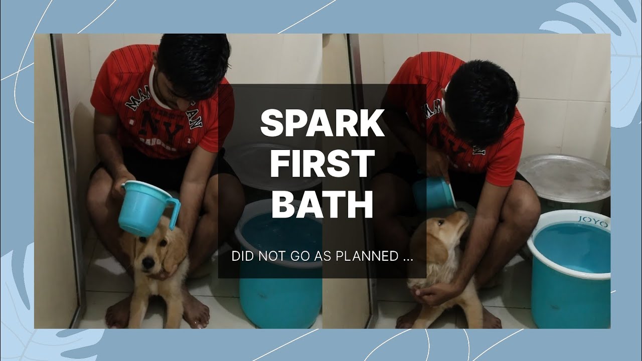 SPARK FIRST BATH ( did not go as planned 🤦) #dog #doglover # ...