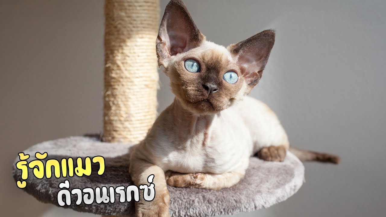 รู้จักแมวพันธุ์ดีวอนเรกซ์ (Devon Rex) - YouTube