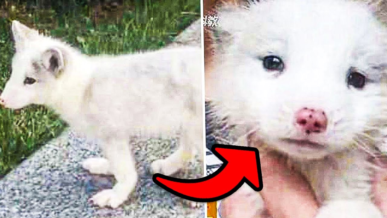 After Raising This Puppy For A Year,Woman Discovers She's Living With A ...