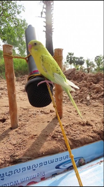 Create Amazing Parrots Trap # Microphone # Box #creative bird trap # ...