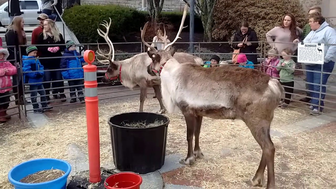 Rain-dear! - YouTube