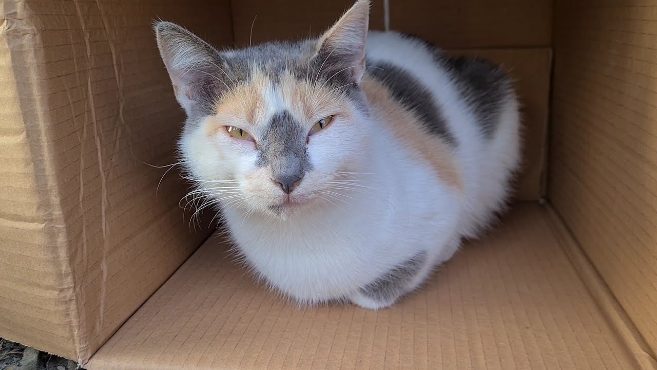 Homeless cats live inside the cardboard box. - YouTube