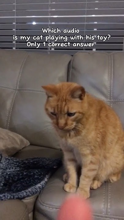 Which audio is my cat playing with his toy? 🤫😻 #viral #cat #tigger ...