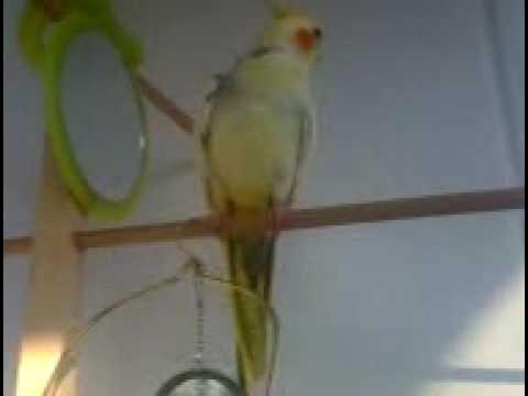 Papiga nimfa Nymphicus hollandicus talking - YouTube