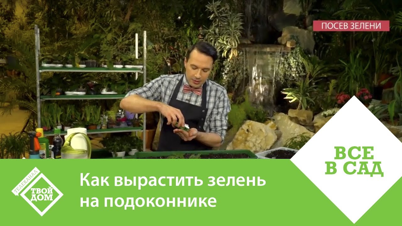 Как вырастить зелень на подоконнике Youtube