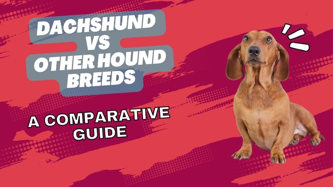 Dachshund vs Other Hound Breeds: A Comparative Guide - YouTube