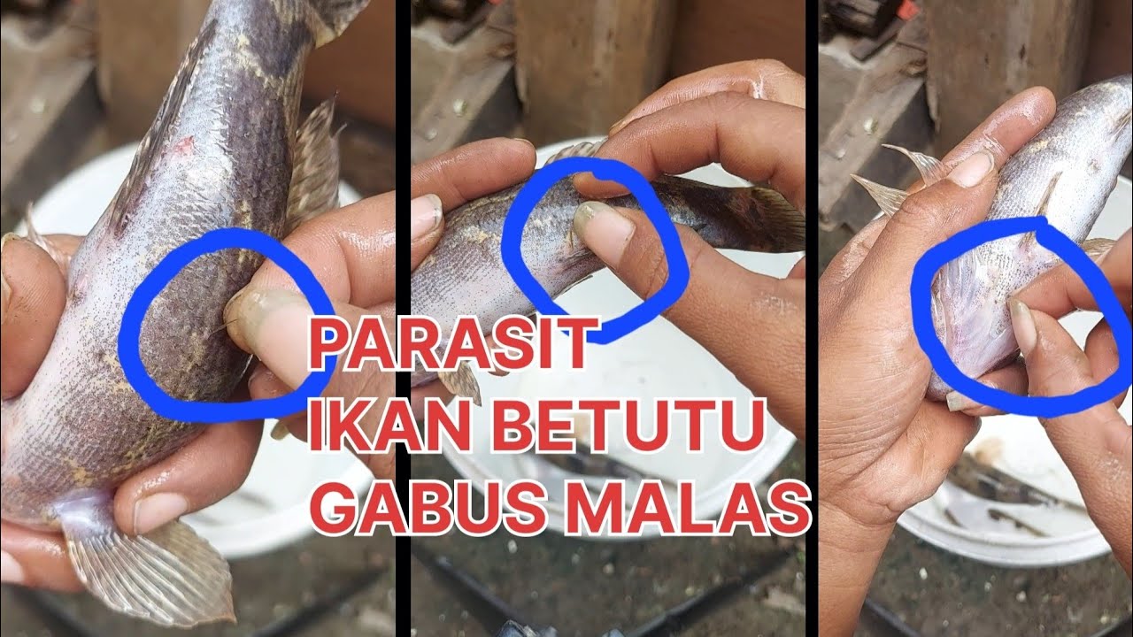 parasit ikan betutu gabus malas - YouTube