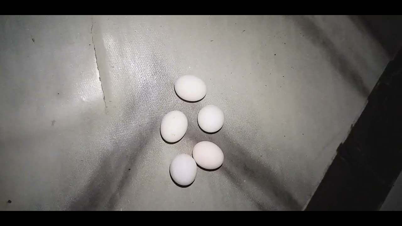 eggs of House lizard. (itlog ng butiki) - YouTube