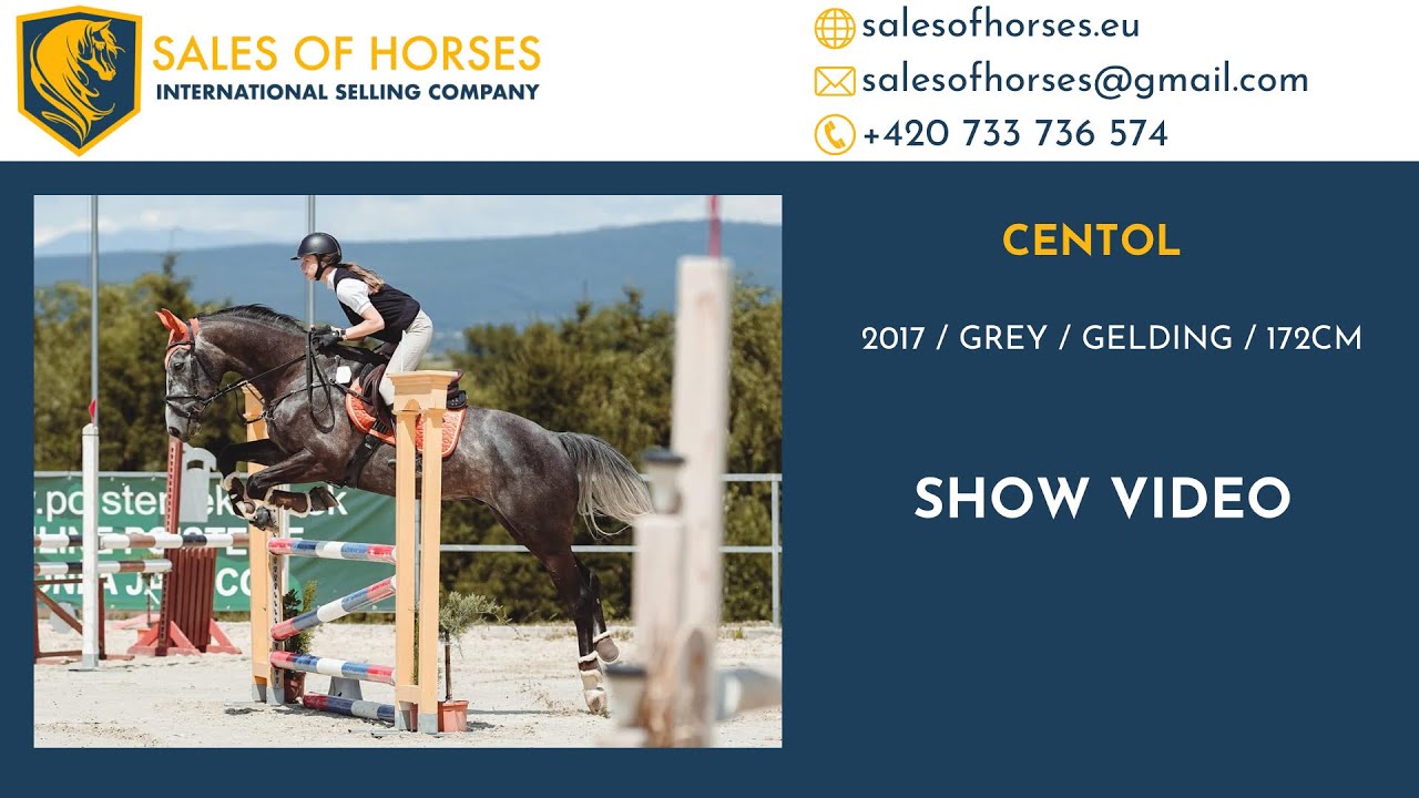**GOOD JUMPING PROSPECT** Centol 2017 gelding by Centolano Arcus - YouTube