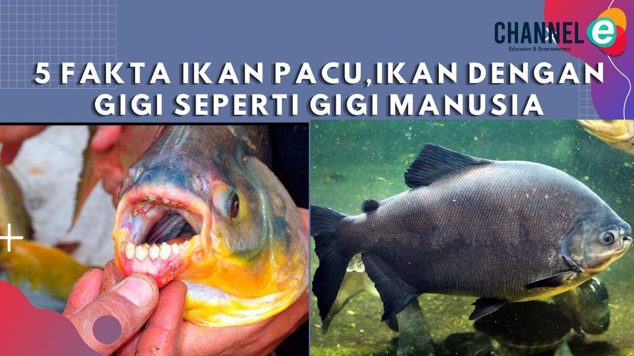5 Fakta Ikan Pacu, Ikan Dengan Gigi Seperti Gigi Manusia - YouTube