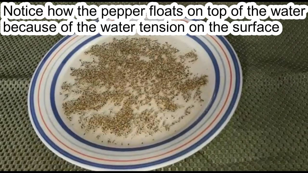 Science Daily - Soap and pepper experiment - YouTube