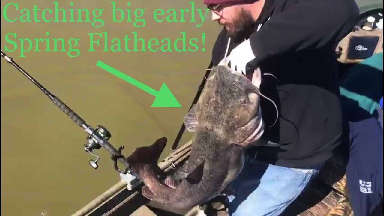 Catching big early Spring Flatheads! - YouTube