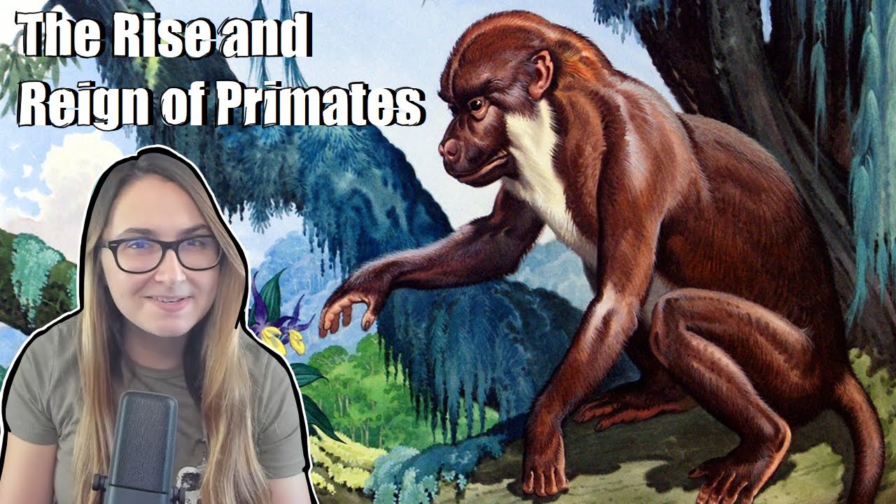 The Rise and Reign of Primates | The Anthropoids - YouTube