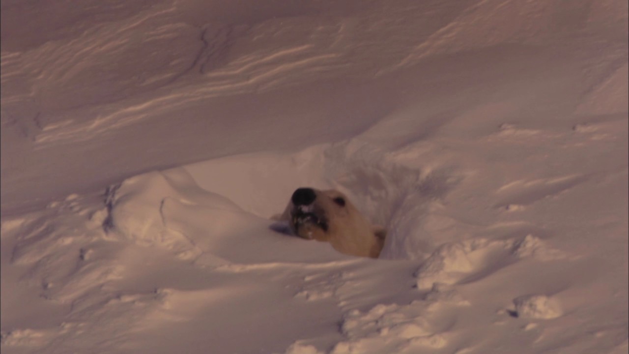 Planet Earth 01 From Pole to Pole Part 02 - YouTube