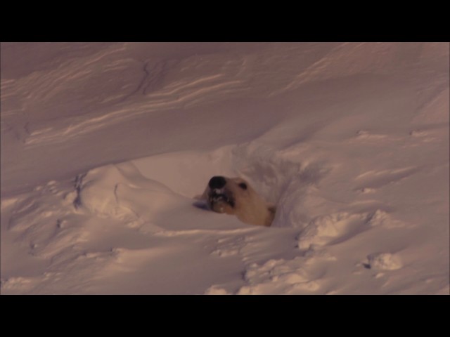 Planet Earth 01 From Pole to Pole Pa…: English ESL video lessons