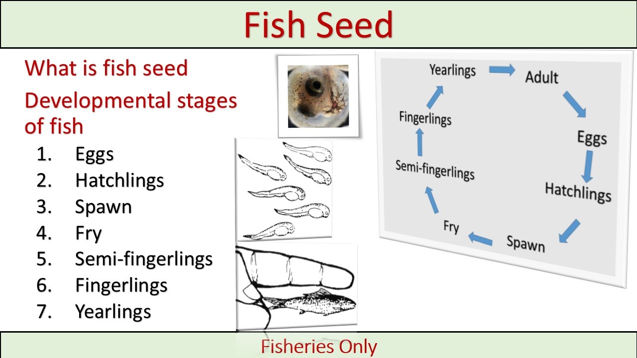 Fish Seed | Nomenclature of Fish Seed | Developmental Stages of Fish ...
