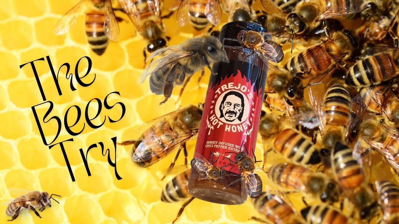 Mrs. Bee is Back for Trejos Hot Honey! - YouTube