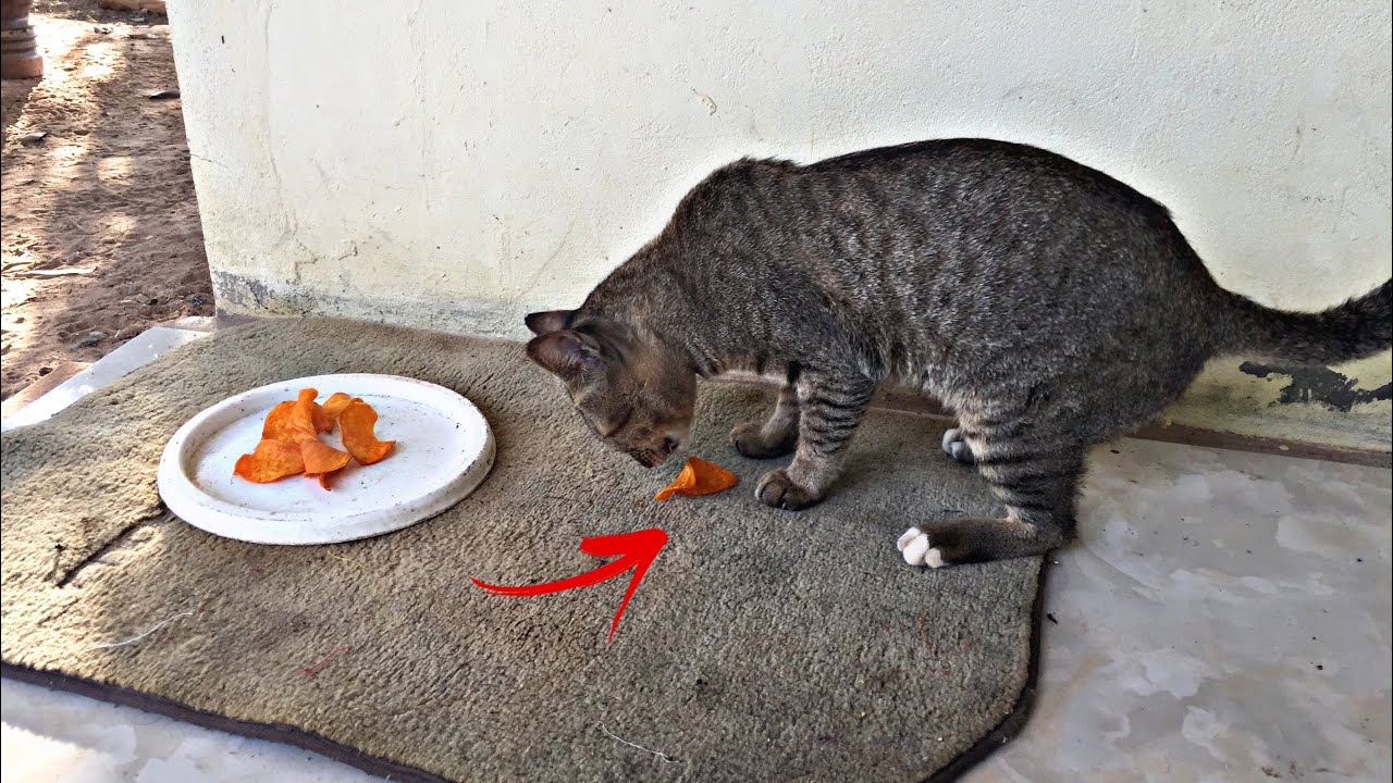 #48 Animal cat | Mrr Cats eat delicious fried potatoes yummy potato ...