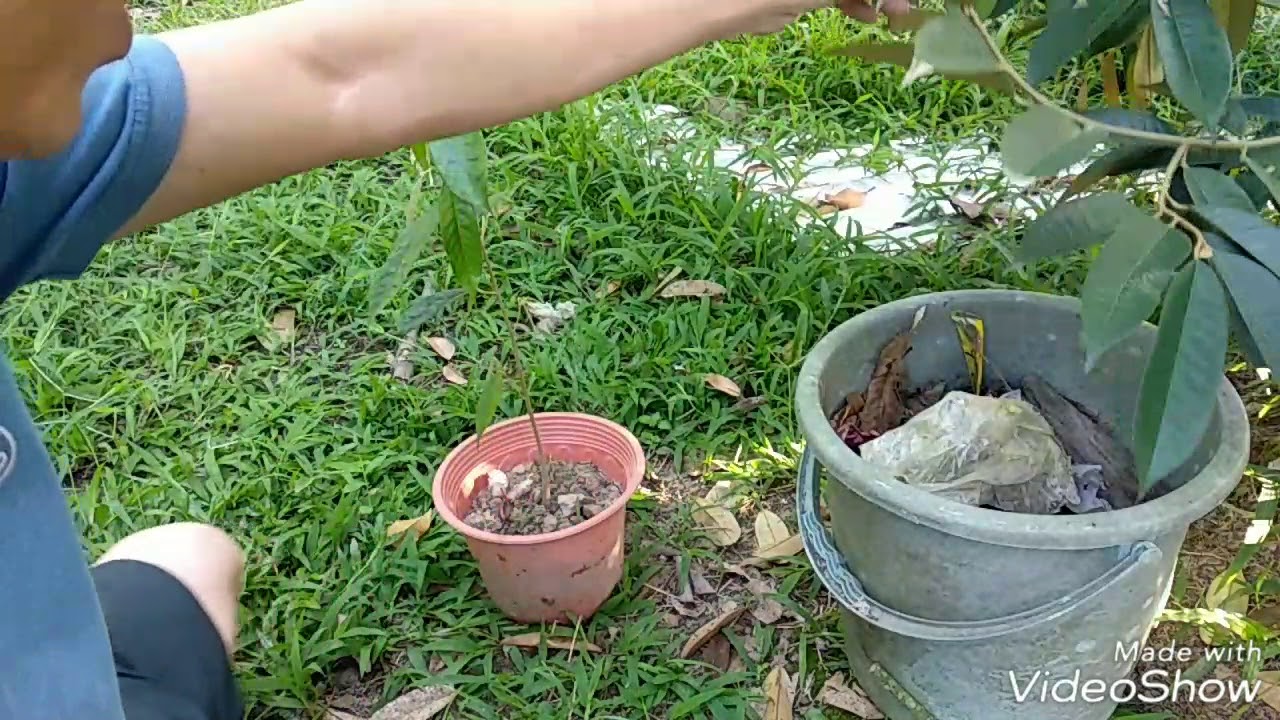 Durian grafting and durian root system - YouTube