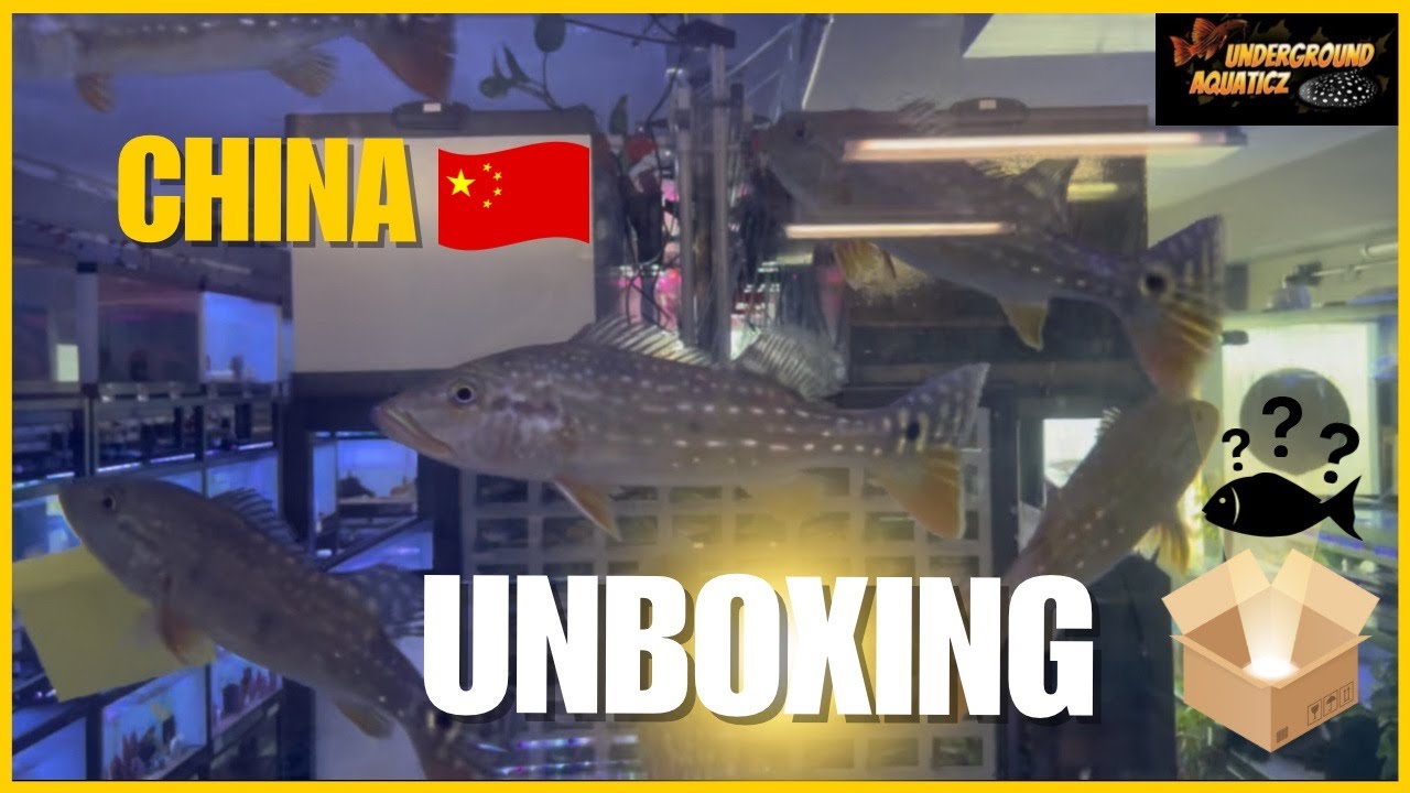 FIRST UNBOXING of 2025: Chinese🇨🇳HIGH QUALITY, Captive Bred, RARE ...