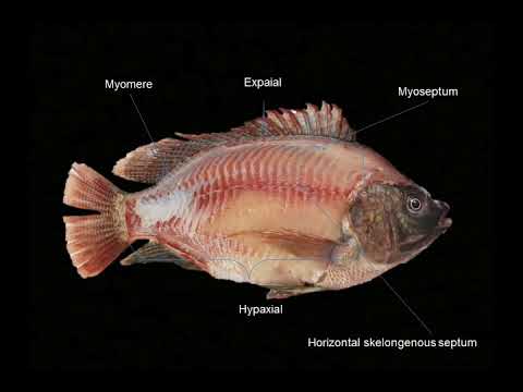 Biology of Oreochromis niloticus - YouTube