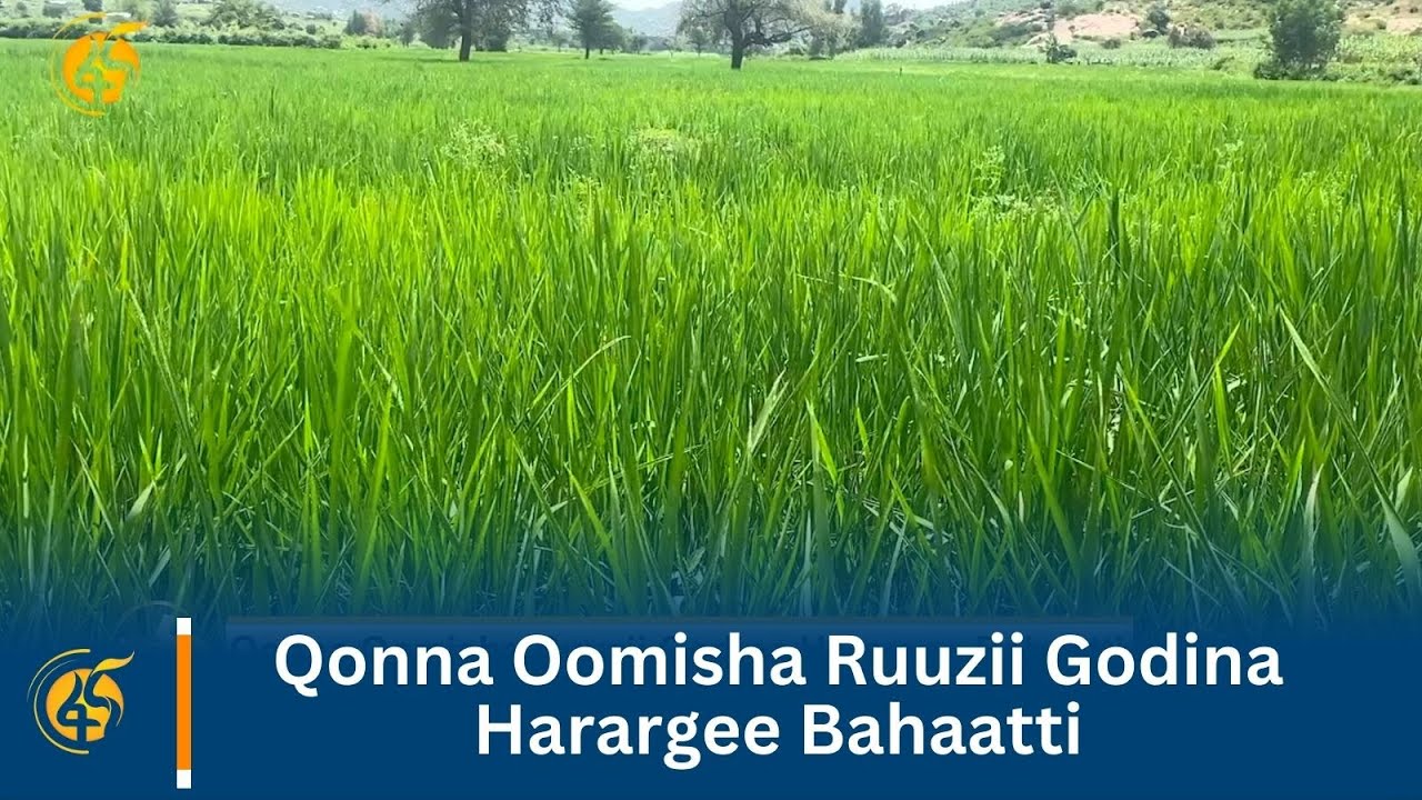 Qonna Oomisha Ruuzii Godina Harargee Bahaatti - YouTube