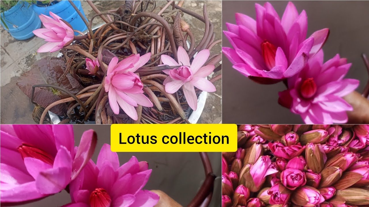 Lotus bulbs collection - YouTube