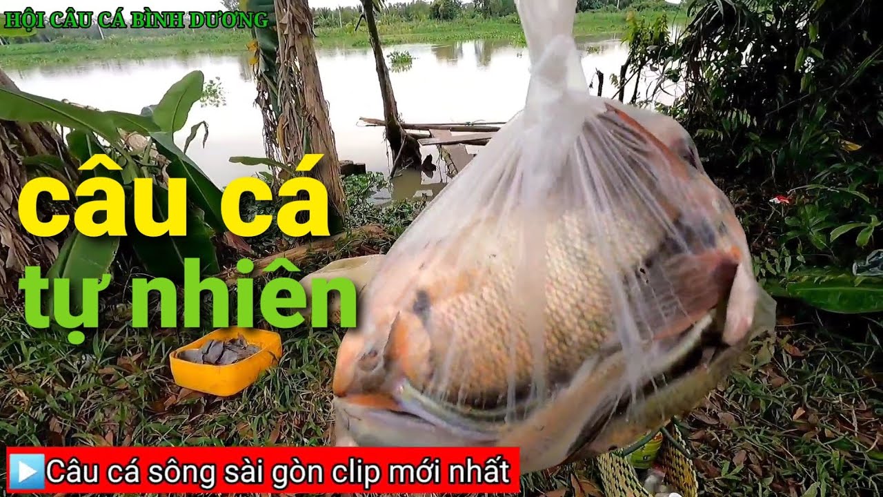 Câu cá sông tự nhiên bình dương. điểm câu mới. HỘI CÂU CÁ BÌNH DƯƠNG ...