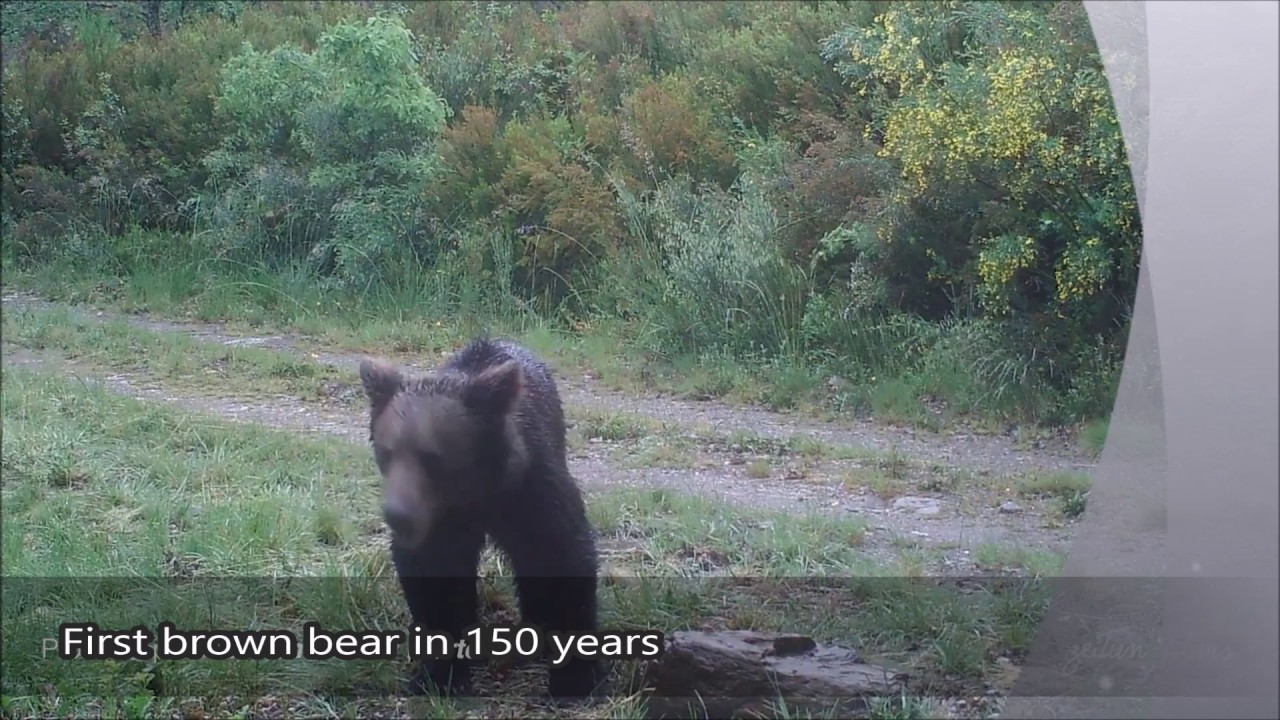 First Ever Brown Bear in 150 years in spain - YouTube