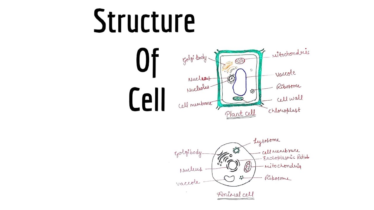Structure Of Cell What Is Cell Membrane What Is Cell Wall YouTube structure-of-cell-what-is-cell-membrane-what-is-cell-wall-youtube