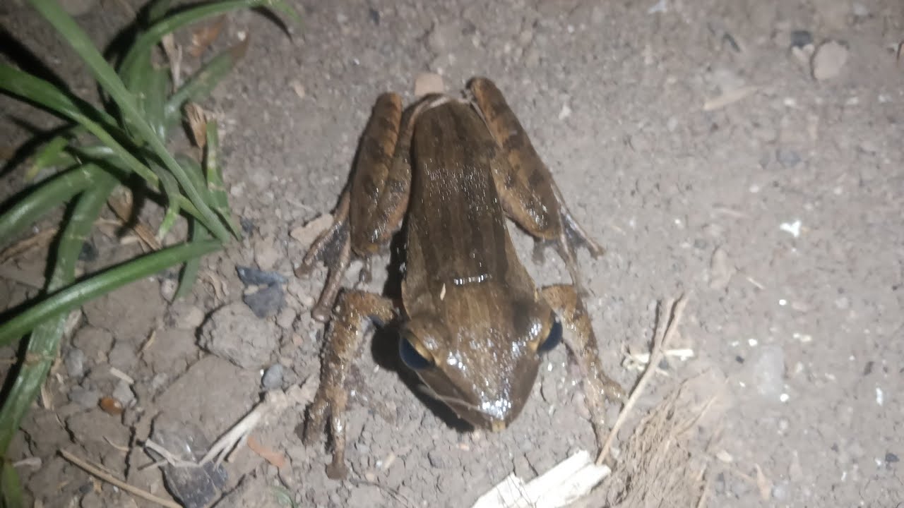Longest Legs Frog😱🐸 - YouTube