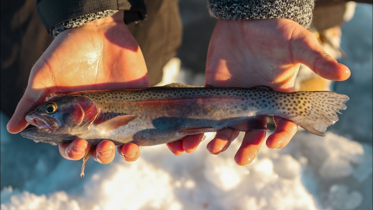 Insane ICE FISHING Catch & Cook (Multi-species) - YouTube