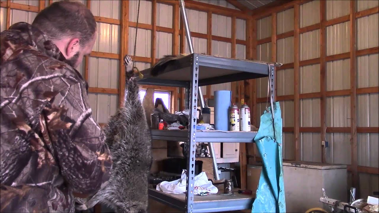 coon trapping, skinning and fleshing - YouTube