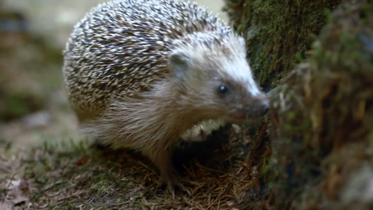 Zobacz jak wygląda życie jeża! | Dzikie Oblicze Polski - YouTube