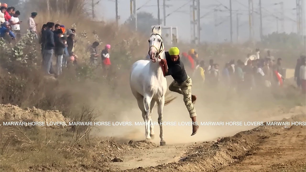 🔴 MARWARI HORSE RACING 2022 (Bareback) #horses #racing - YouTube