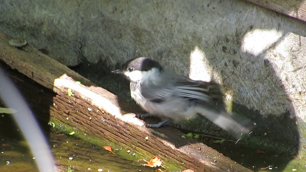 Chickadee Bathing - YouTube