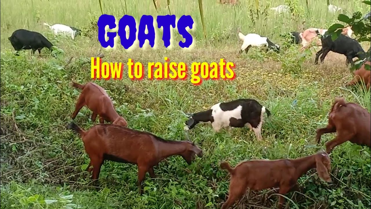 How to raise goats || Goats raised naturally, herding goats grazing on ...