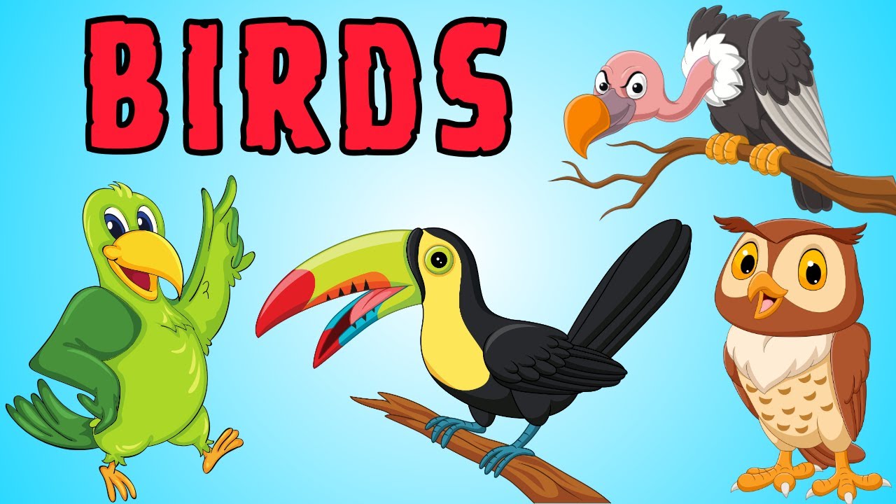 Birds for Kids | learn Birds For Kids | Birds Name English | Types of ...