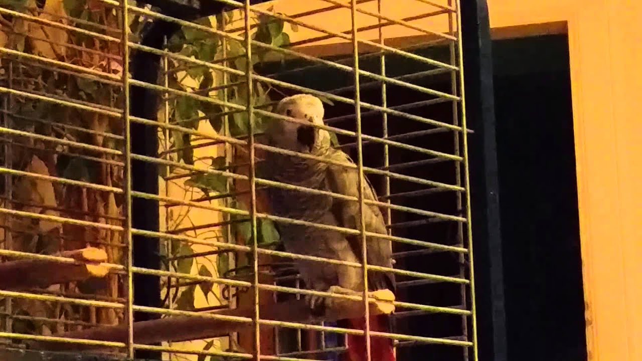 Star Spangled Banner Shady Bad Parrot duet. - YouTube