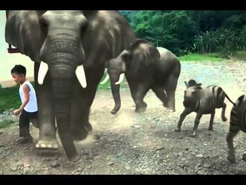 Liam07 fxguru zoo