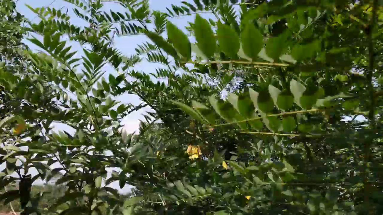 Tanaman INDIGOFERA yg tumbuh sumbur di lahan tandus - YouTube